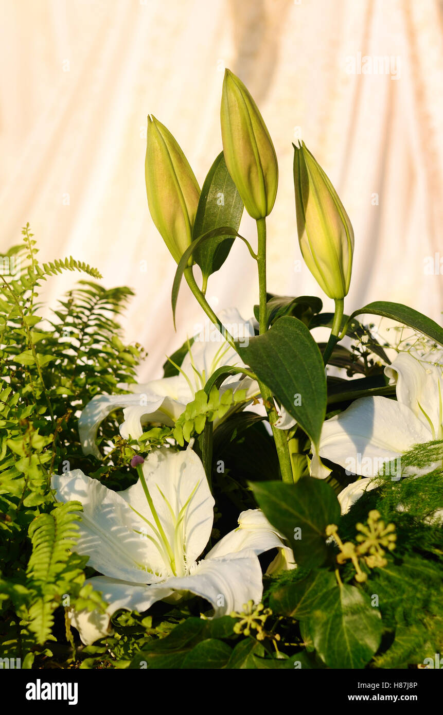 Photo of lily flower bud, detail Stock Photo - Alamy