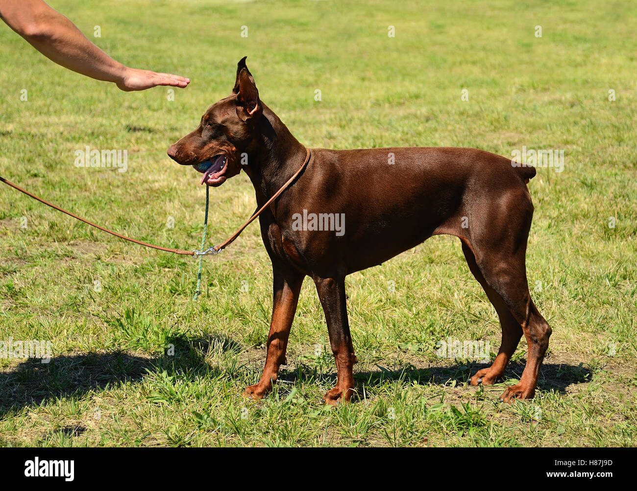 Beautiful brown Doberman Pinscher standing on the lawn Stock Photo - Alamy