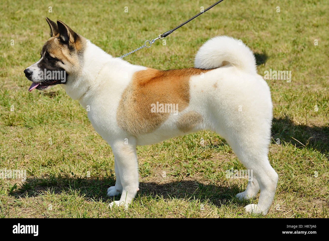 Beauty Akita Inu dog in the park Stock Photo - Alamy