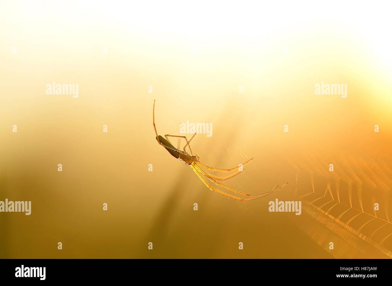Dawn scene with legs hi-res stock photography and images - Alamy