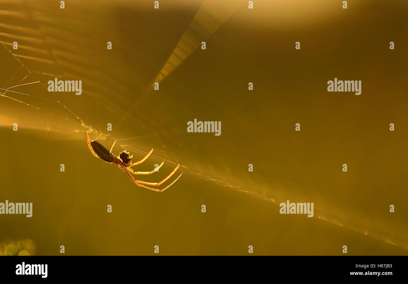 Closeup photo of a spider on web at sunrise Stock Photo - Alamy