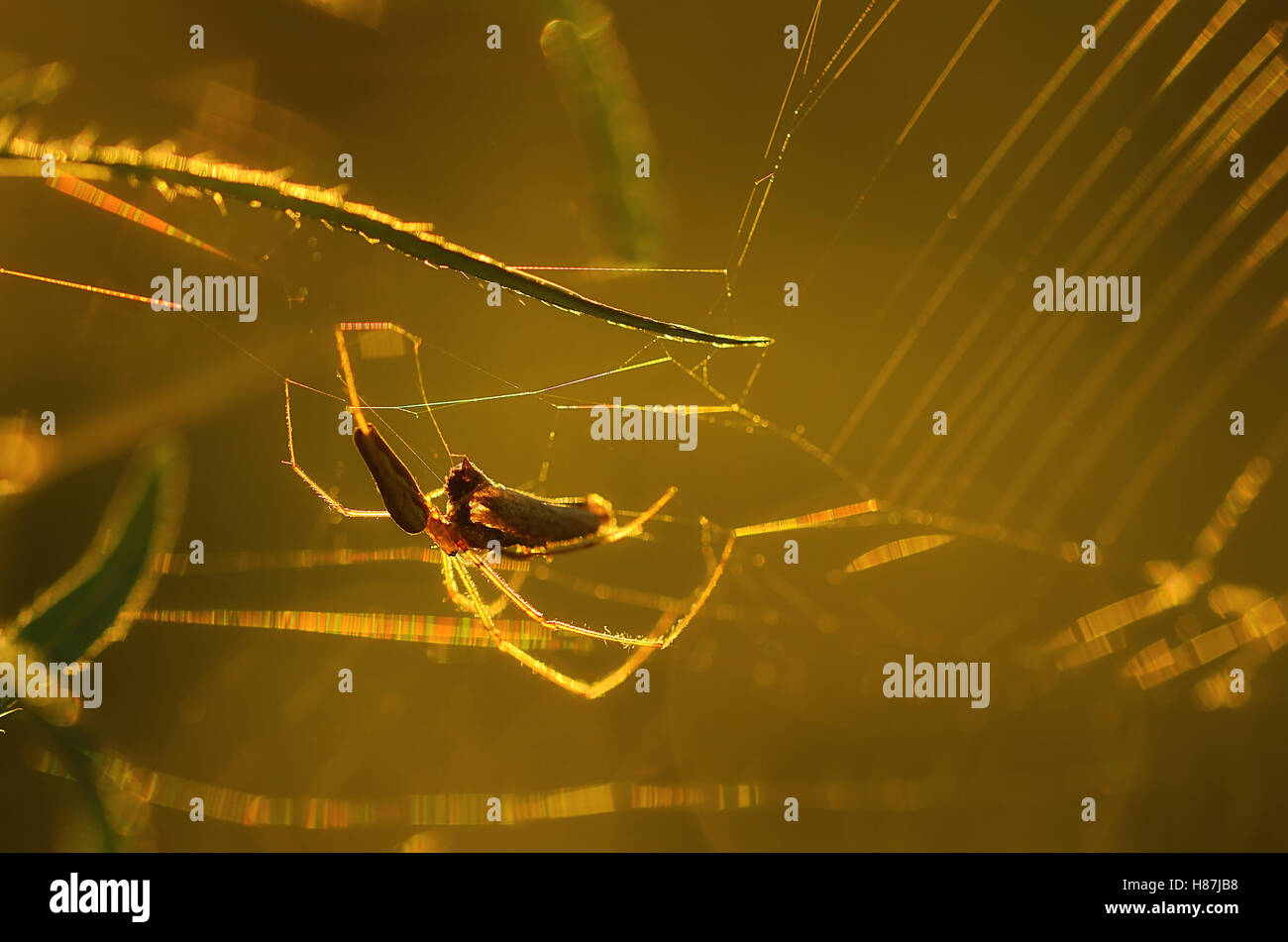 Closeup photo of a spider on web at sunrise Stock Photo - Alamy