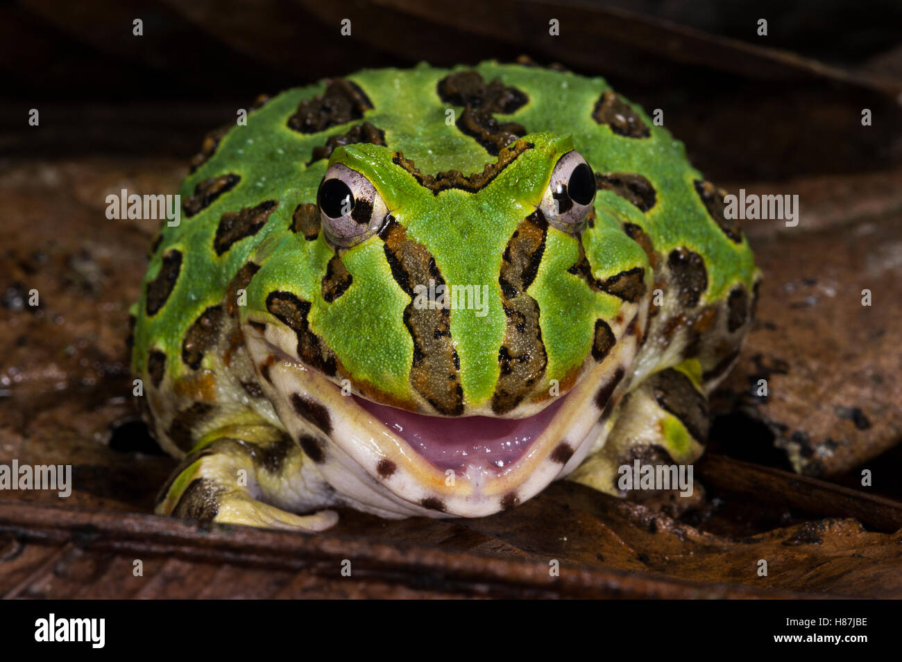 Pacific Horned Frog (Ceratophrys stolzmanni) in defensive posture ...