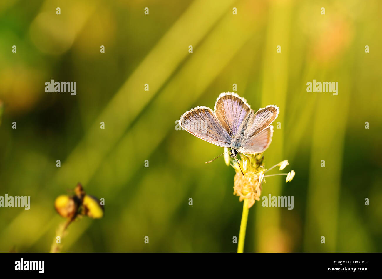 Closeup photo of an amazing butterfly Stock Photo - Alamy