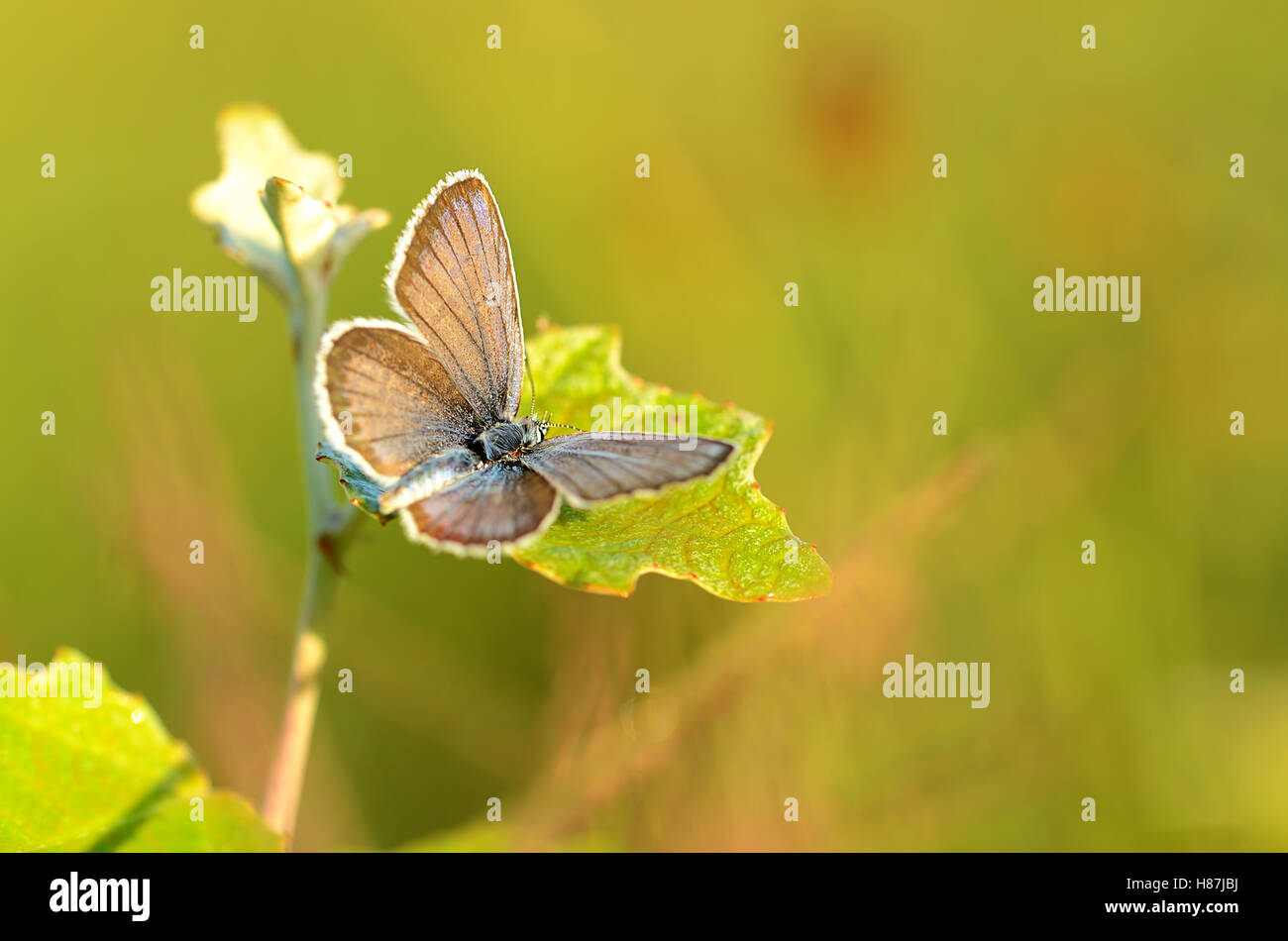 Closeup photo of an amazing butterfly Stock Photo - Alamy