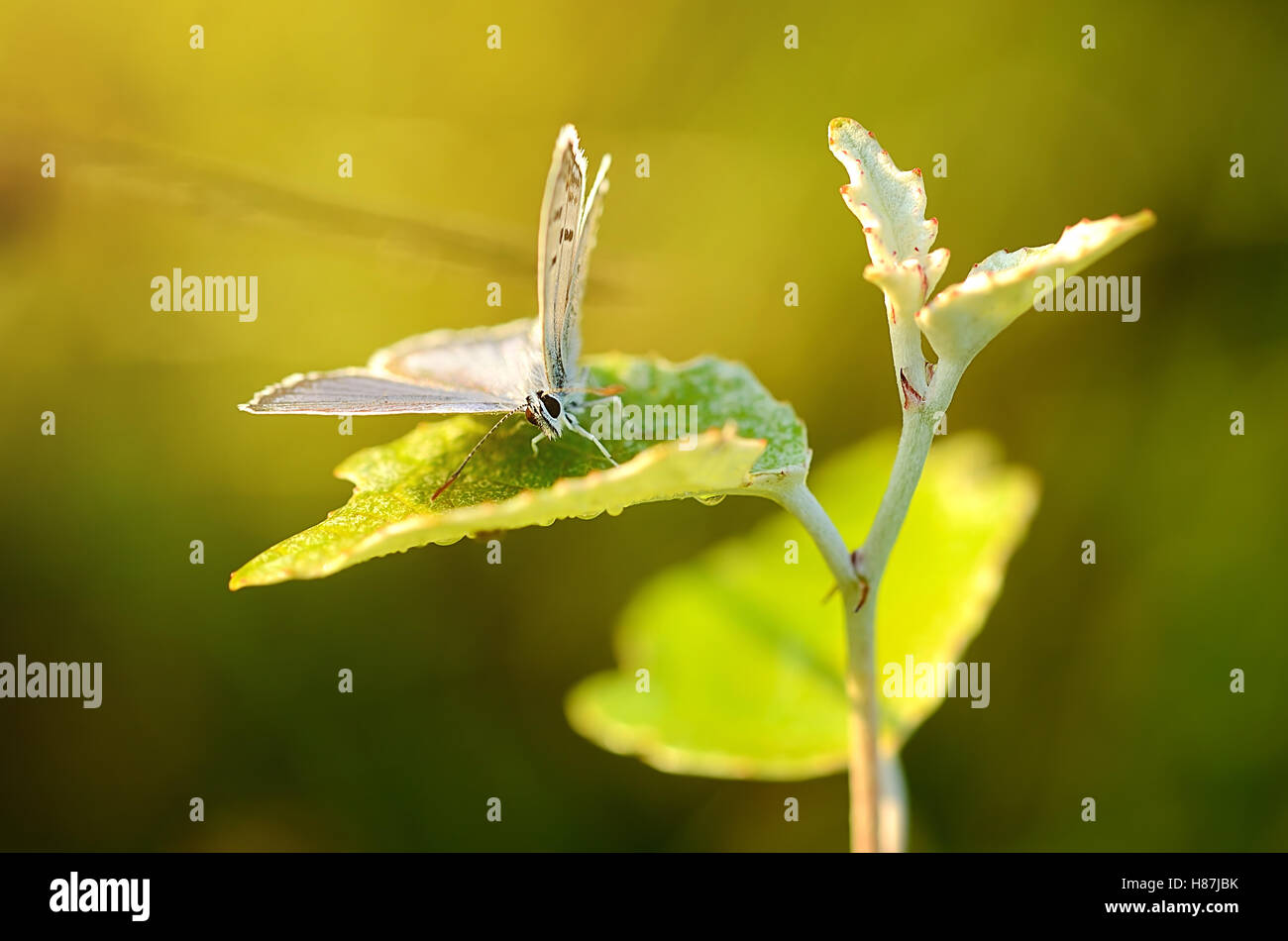 Closeup photo of an amazing butterfly Stock Photo - Alamy