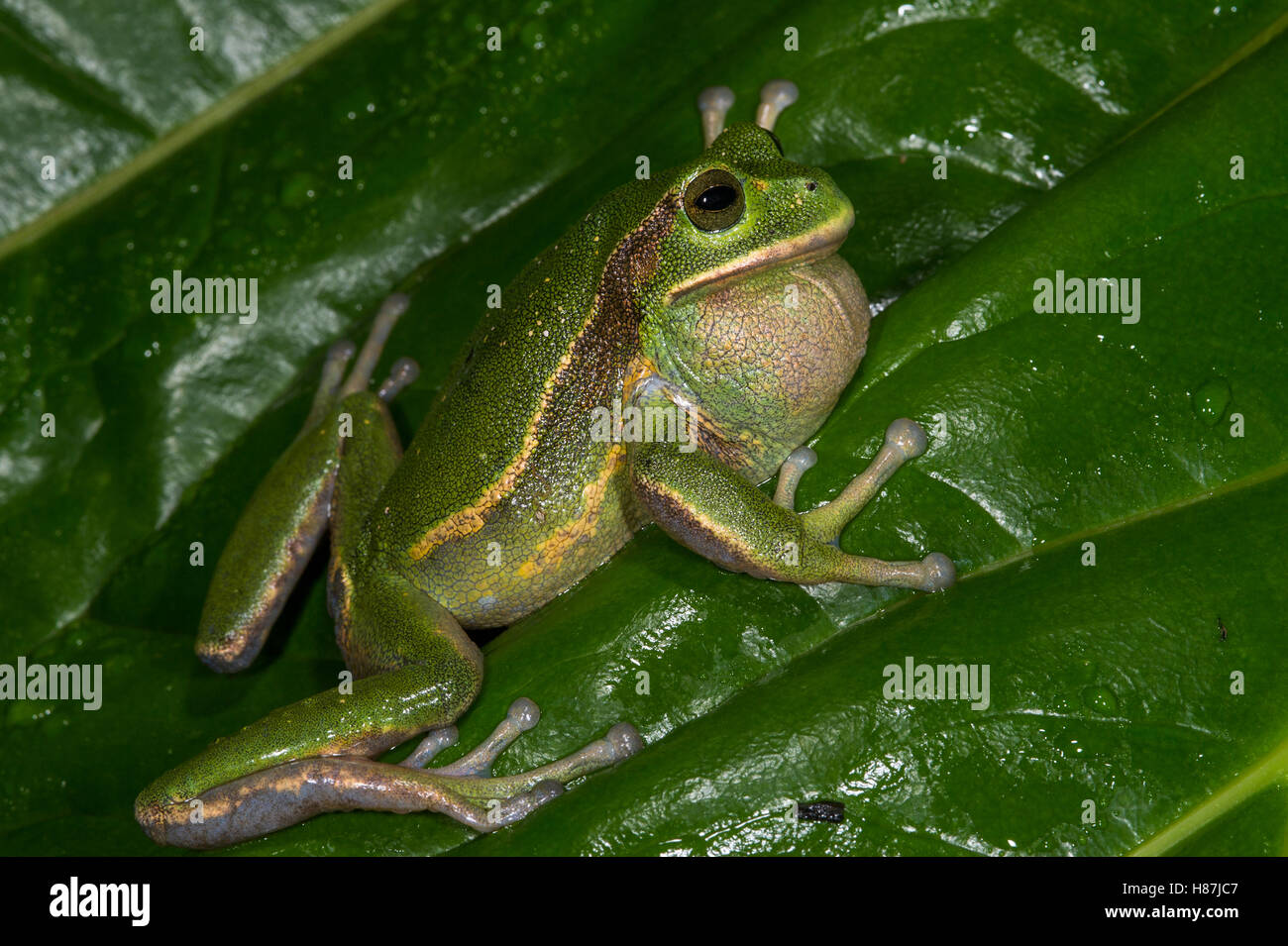 Silver Marsupial Frog (Gastrotheca plumbea) calling, Chimborazo Volcano ...