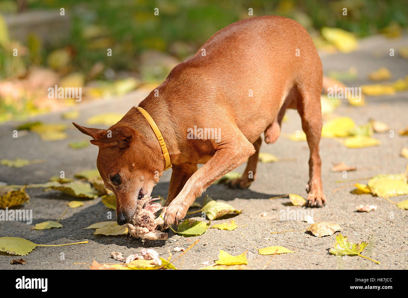 Miniature Pinscher eat meat in the park Stock Photo - Alamy