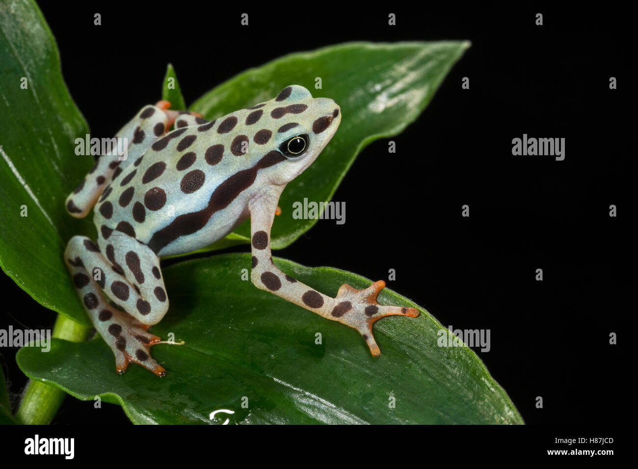 Rio Pescado Stubfoot Toad (Atelopus balios), native to South America ...