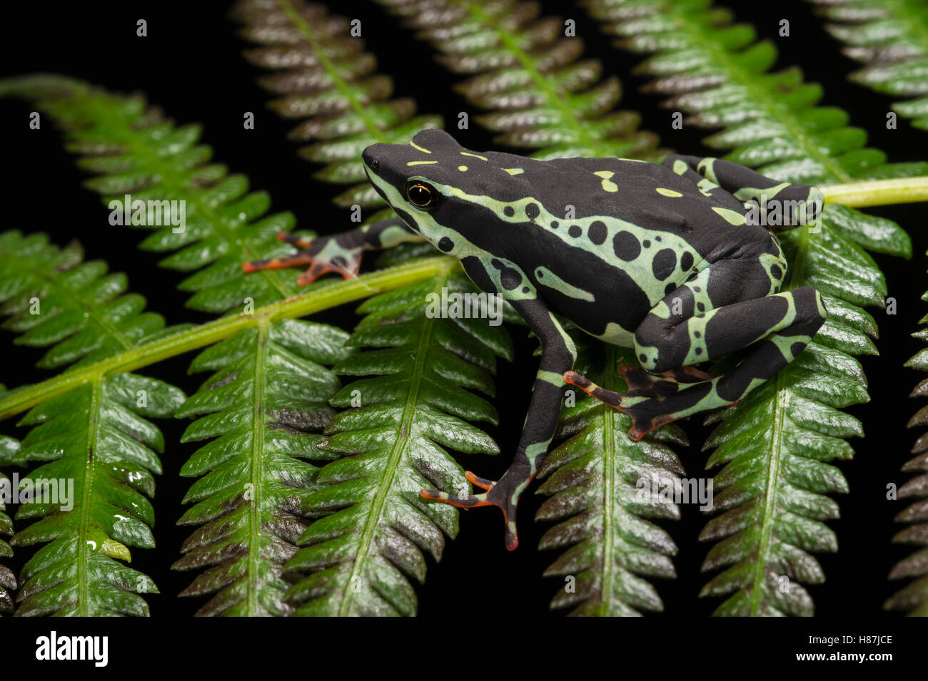 Pebas Stubfoot Toad (Atelopus spumarius), native to South America Stock ...