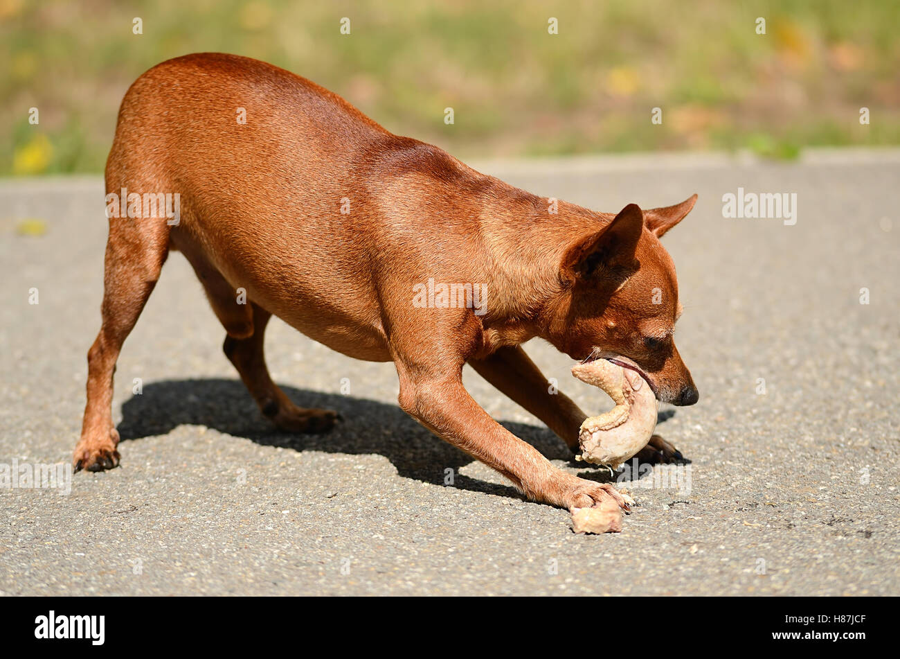 Miniature Pinscher eat meat in the park Stock Photo - Alamy