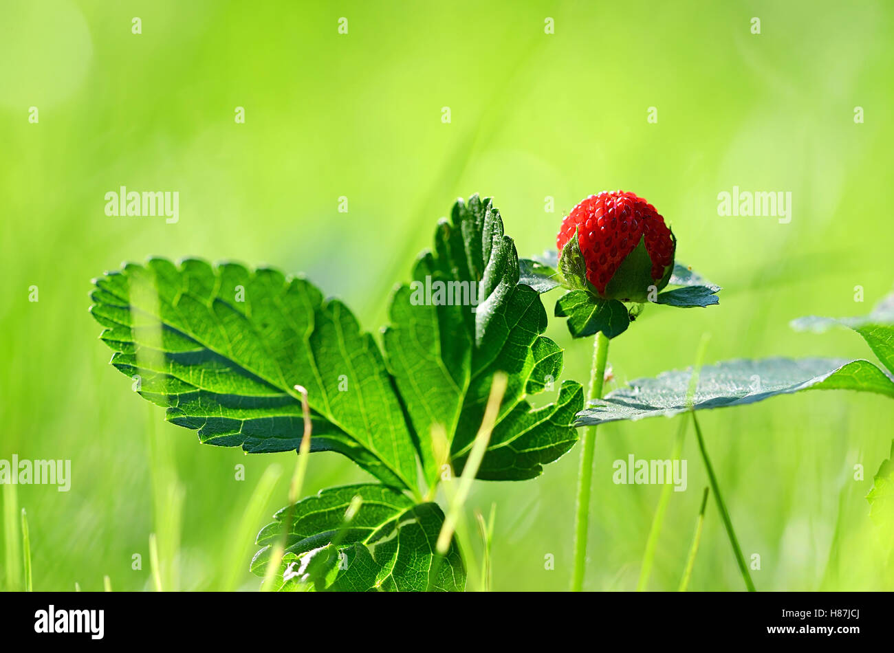 Closeup photo of wild strawberry in forest Stock Photo - Alamy