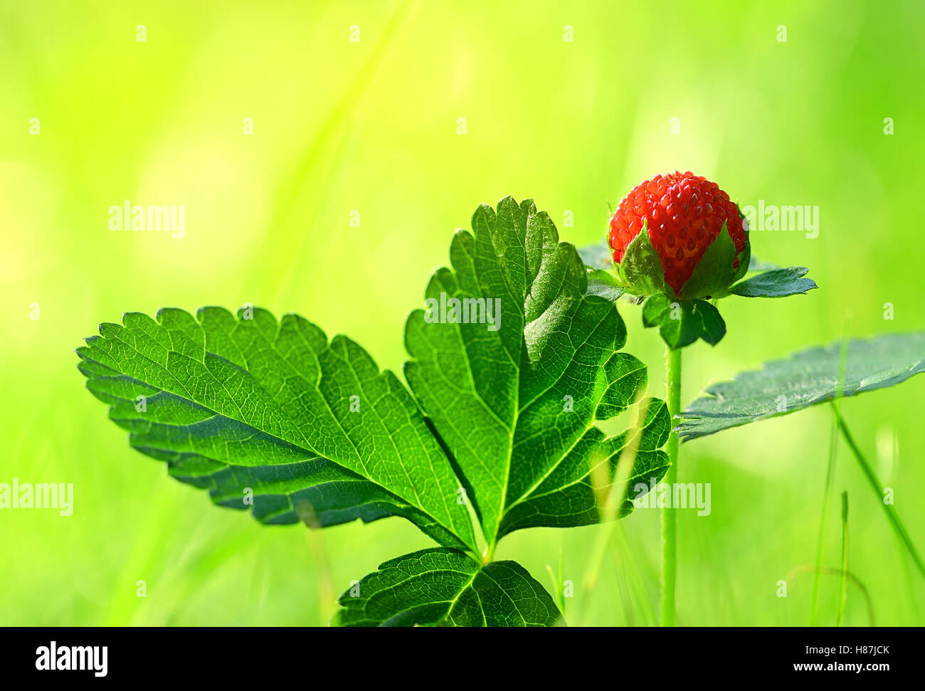 Closeup photo of wild strawberry in forest Stock Photo - Alamy