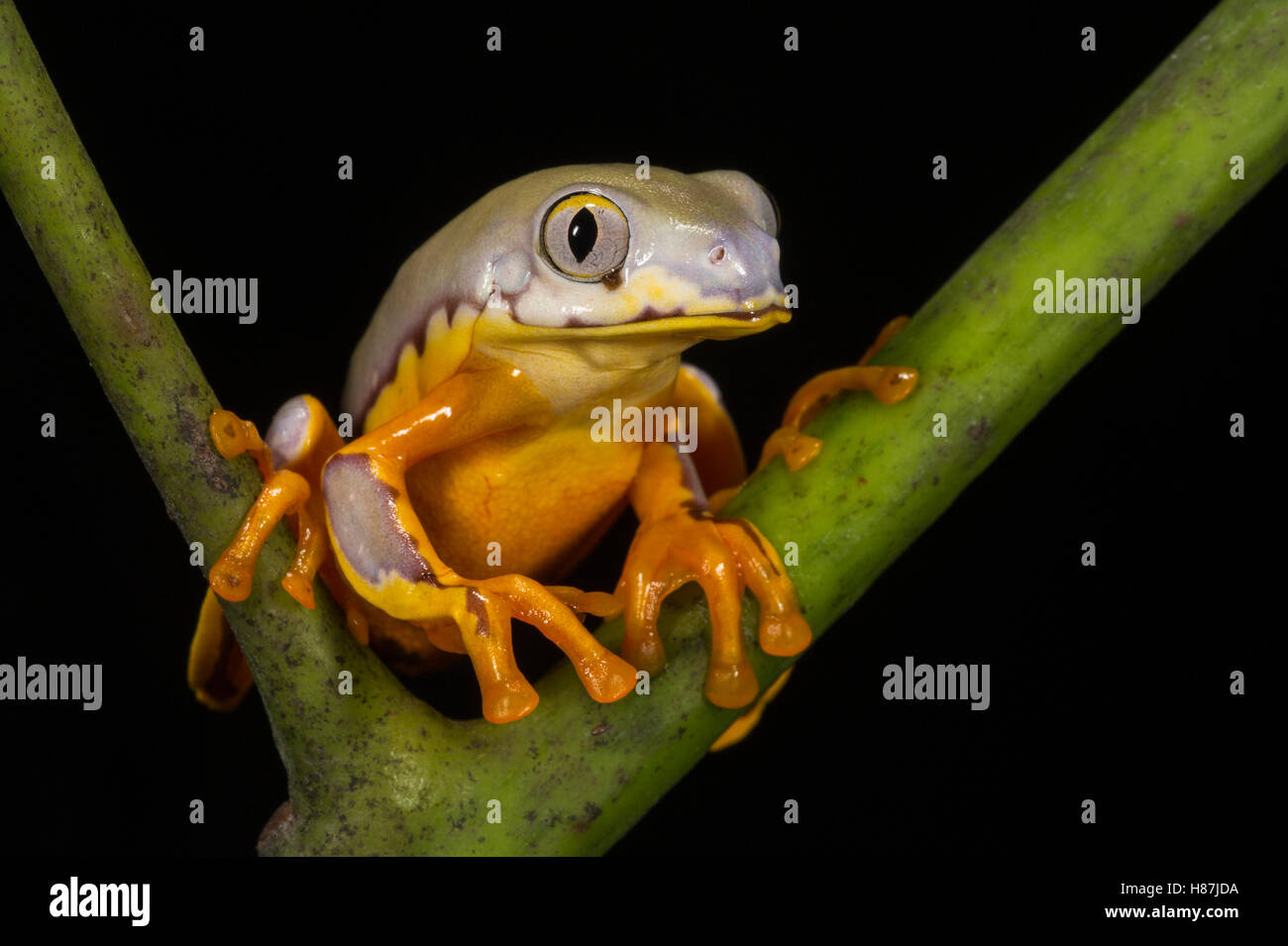 Splendid Leaf Frog (Agalychnis calcarifer), native to South America ...