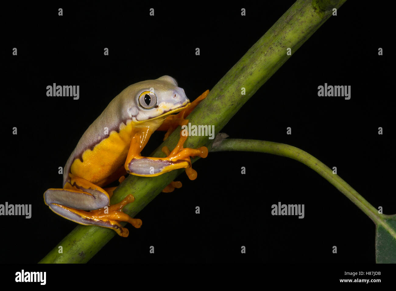 Splendid Leaf Frog (Agalychnis calcarifer), native to South America ...