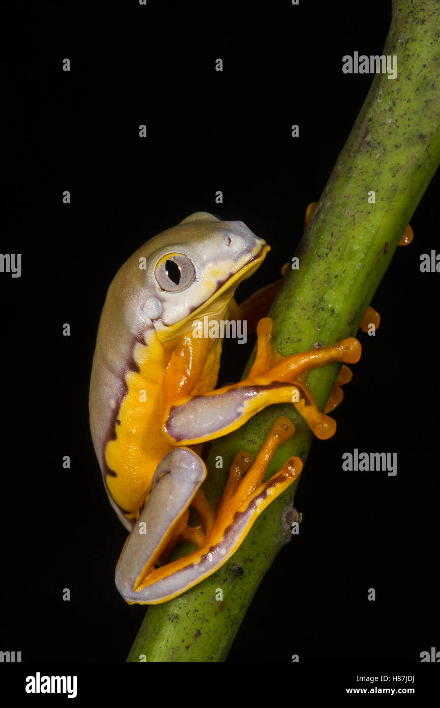 Splendid Leaf Frog (Agalychnis calcarifer), native to South America ...