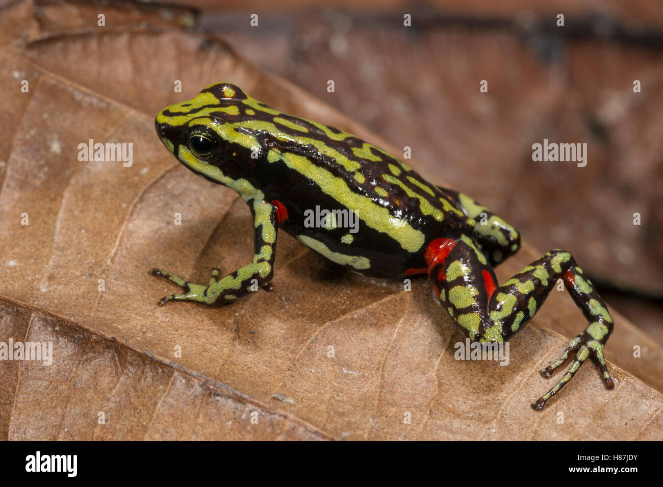Phantasmal Poison Dart Frog Epipedobates Tricolor Native To South