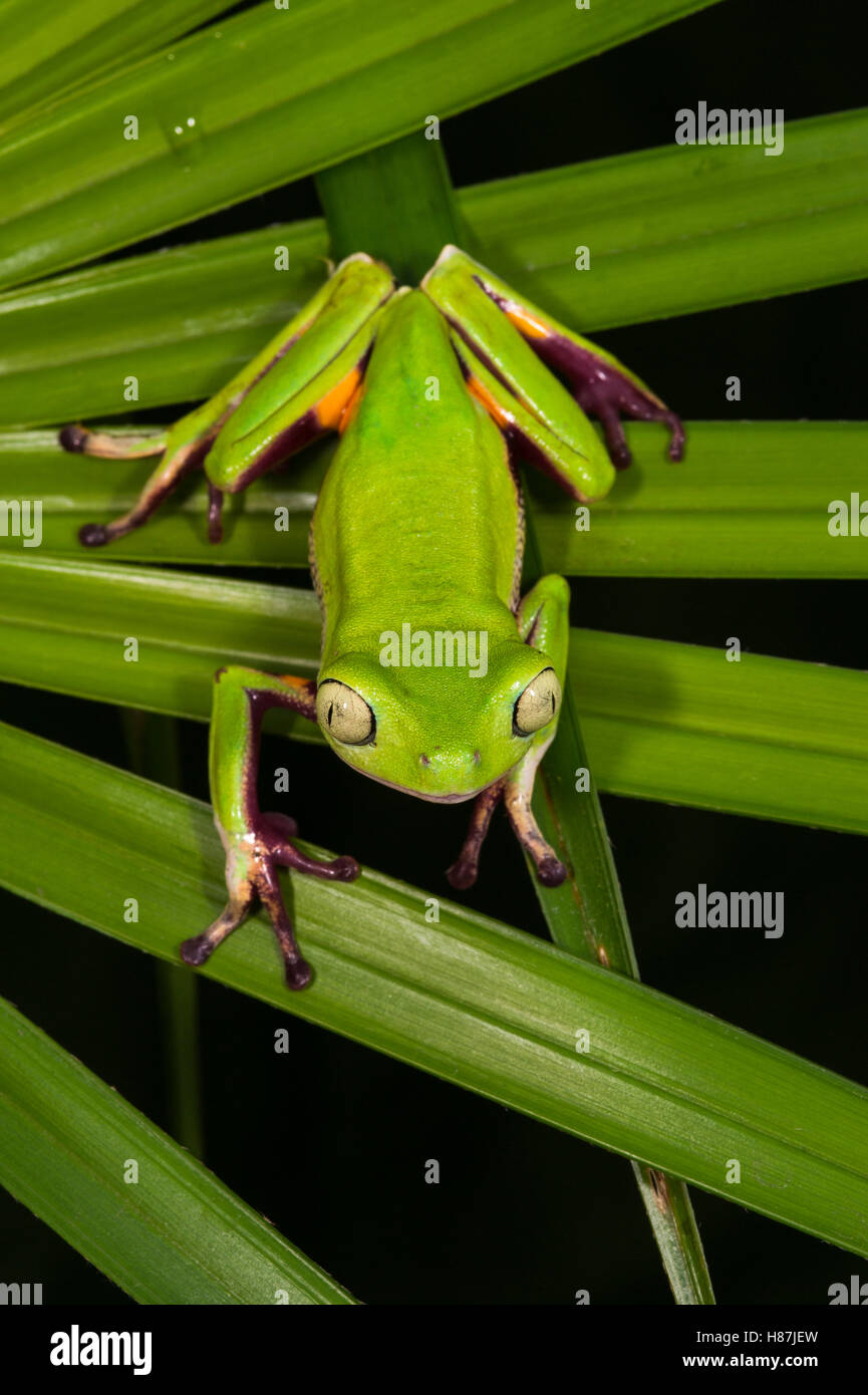Agua Rica Leaf Frog (Phyllomedusa ecuatoriana) on palm leaf, native to ...