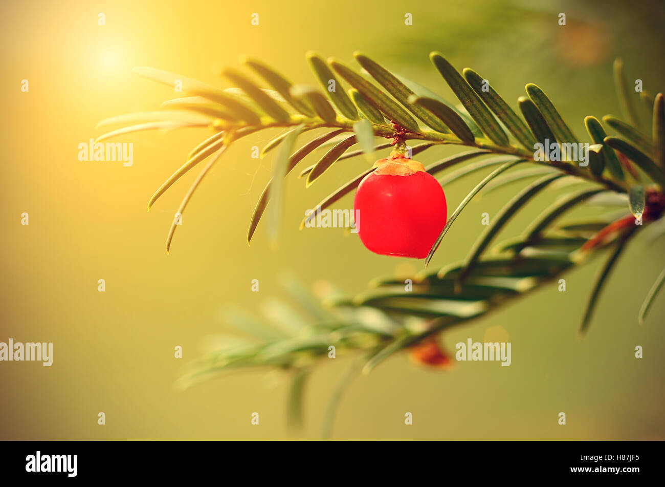 Closeup photo of fir tree with red berry, detail Stock Photo - Alamy