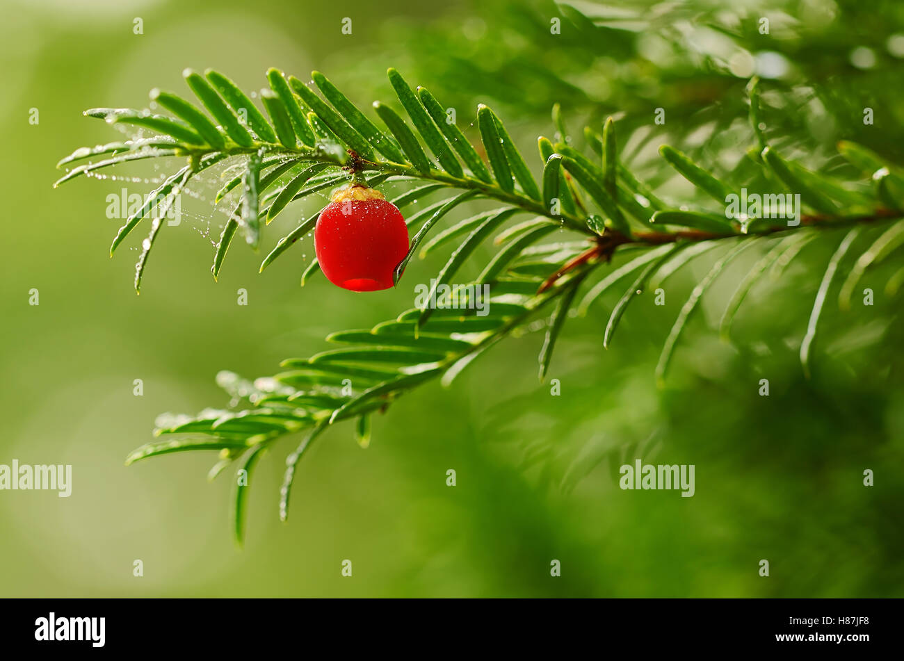 Closeup photo of fir tree with red berry, detail Stock Photo - Alamy