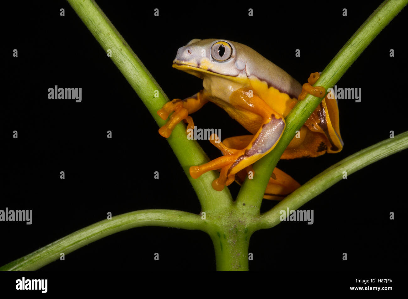 Splendid Leaf Frog (Agalychnis calcarifer), native to South America ...