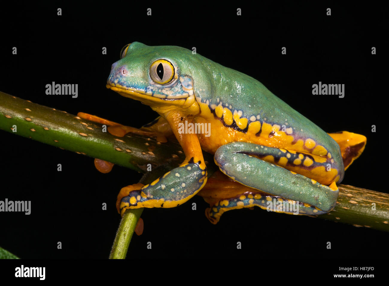 Splendid Leaf Frog (Agalychnis calcarifer), native to South America ...