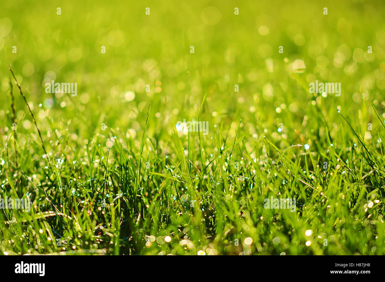 Closeup photo of dewy grass field Stock Photo - Alamy
