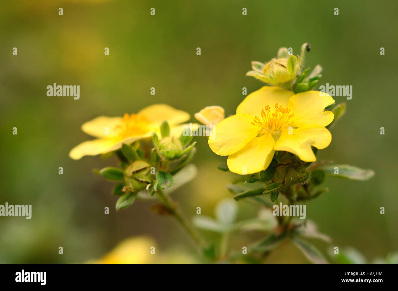 Closeup photo of a yellow wildflower Stock Photo - Alamy
