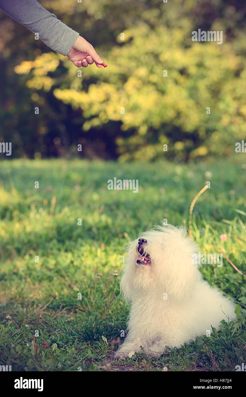 Bichon bolognese dog play with owner in park Stock Photo - Alamy
