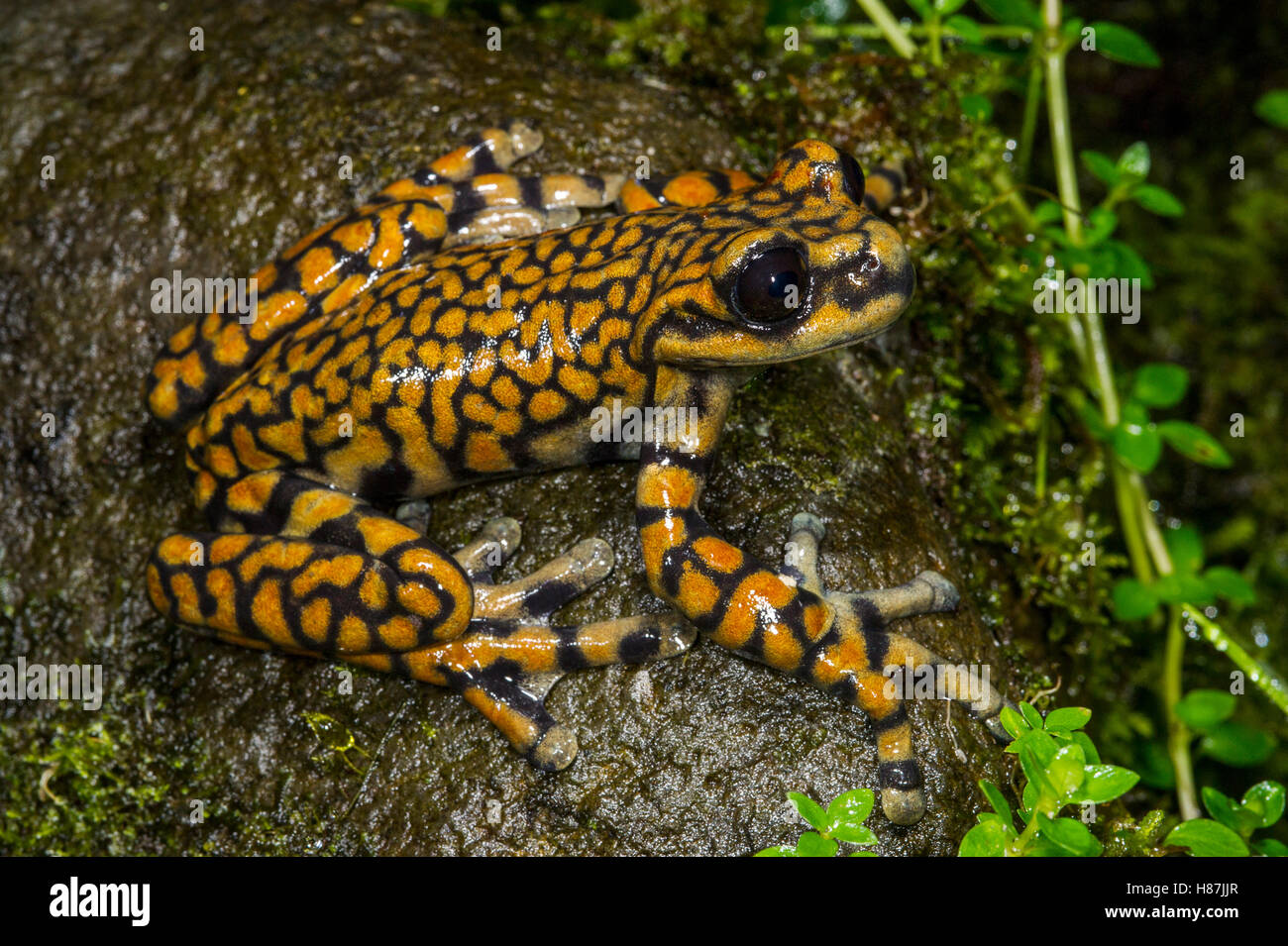 Prince Charles Stream Tree Frog (Hyloscirtus princecharlesi), newly ...