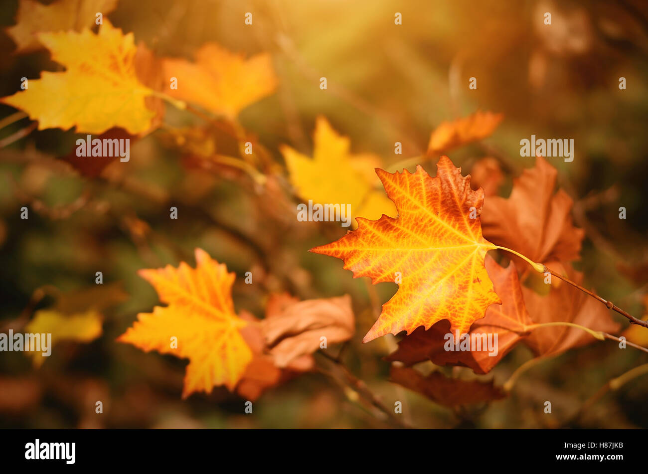 Color autumn leaves in the forest, detail Stock Photo - Alamy