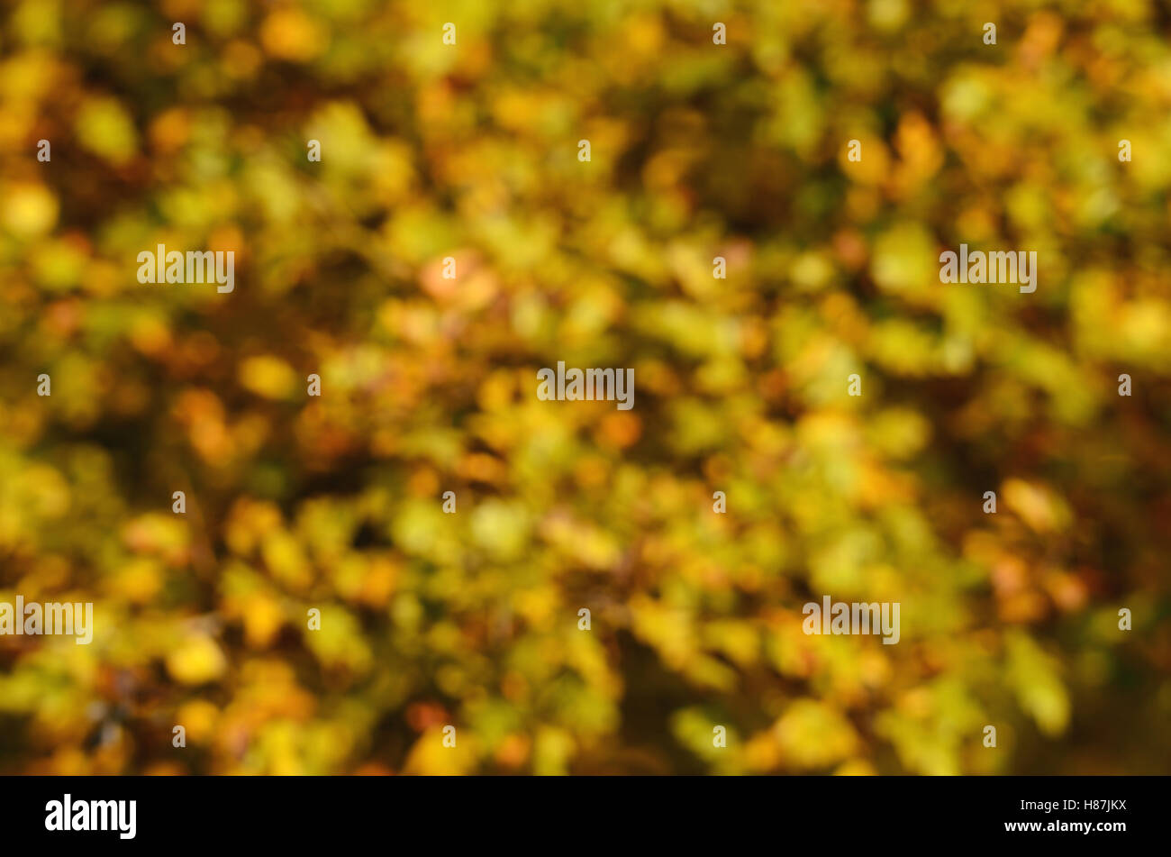 Blurred photo of autumn leaves for background Stock Photo - Alamy