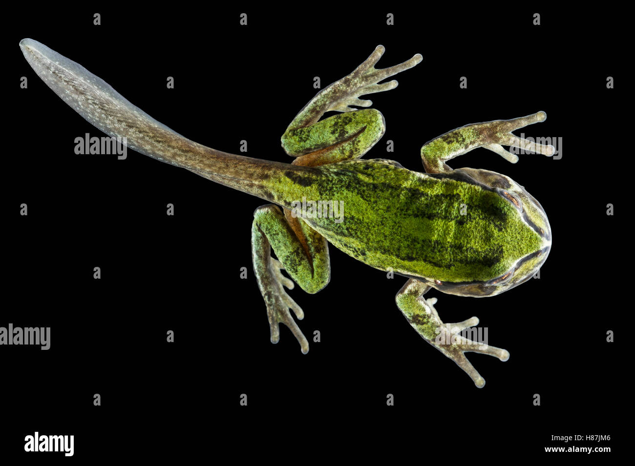 Marsupial Frog (Gastrotheca riobambae) froglet with tail, native to ...