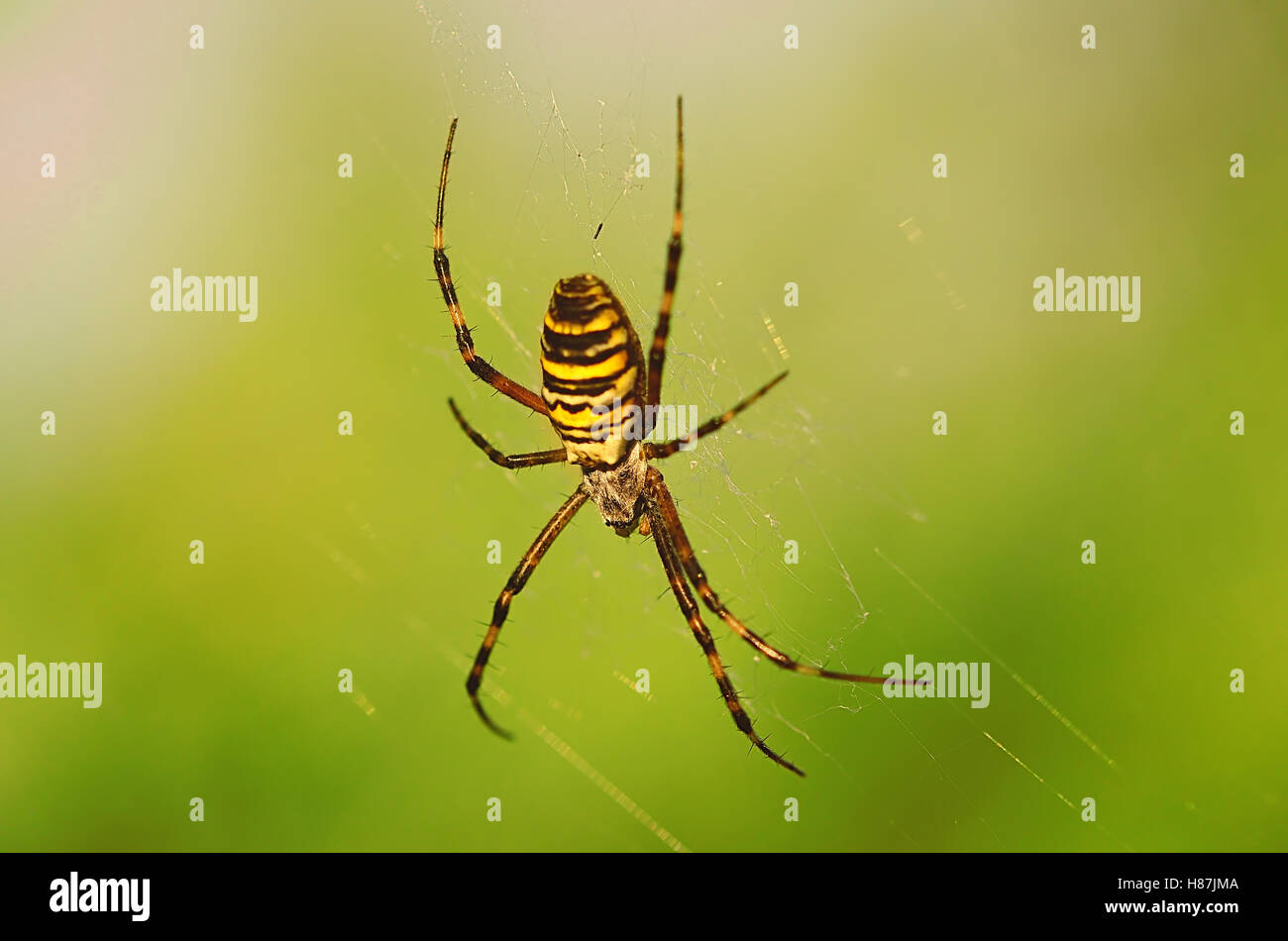 Wasp spider in the grass hi-res stock photography and images - Alamy