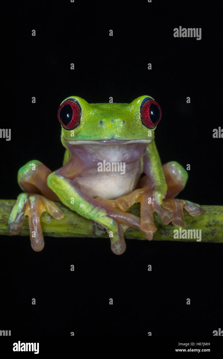 Gliding Leaf Frog (Agalychnis spurrelli), native to South America Stock ...