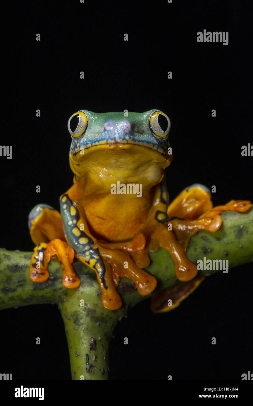 Splendid Leaf Frog (Agalychnis calcarifer), native to South America ...