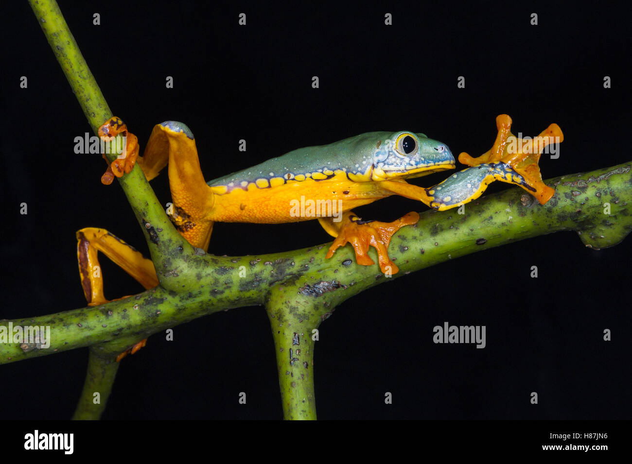 Splendid Leaf Frog (Agalychnis calcarifer) climbing, native to South ...