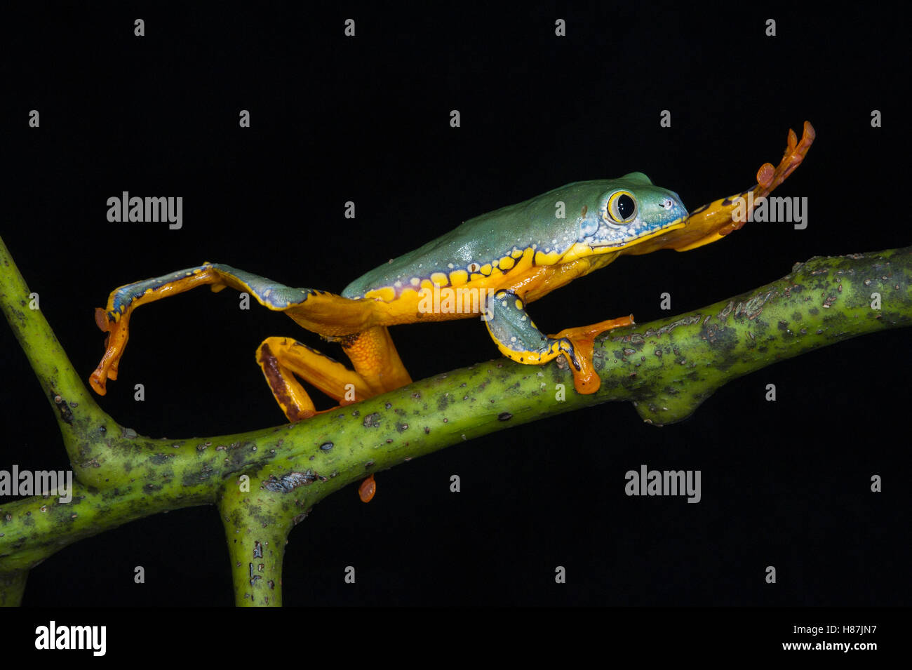 Splendid Leaf Frog (Agalychnis calcarifer) climbing, native to South ...