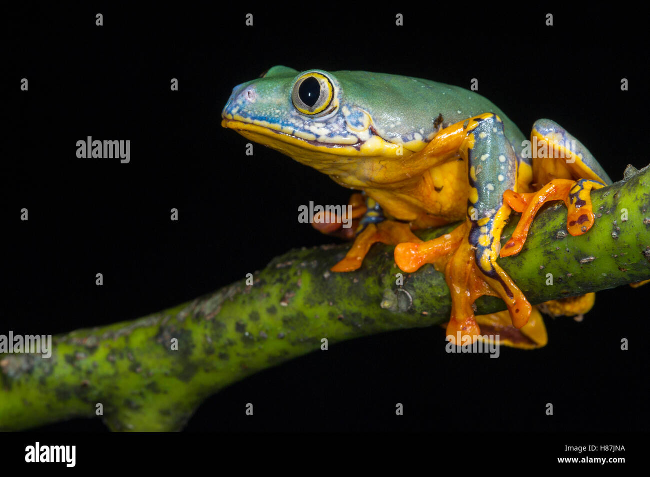 Splendid Leaf Frog (Agalychnis calcarifer), native to South America ...