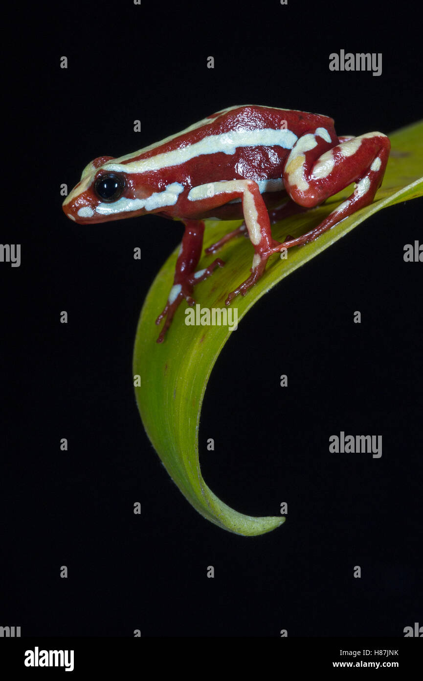 Anthony's Poison Arrow Frog (Epipedobates anthonyi), native to South ...