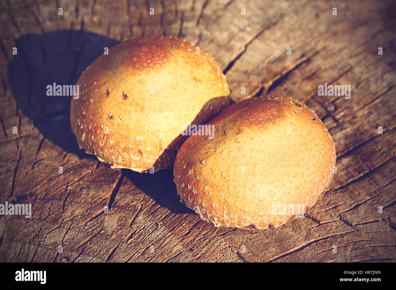 Vintage photo of mushrooms on cut tree trunk in the forest Stock Photo ...