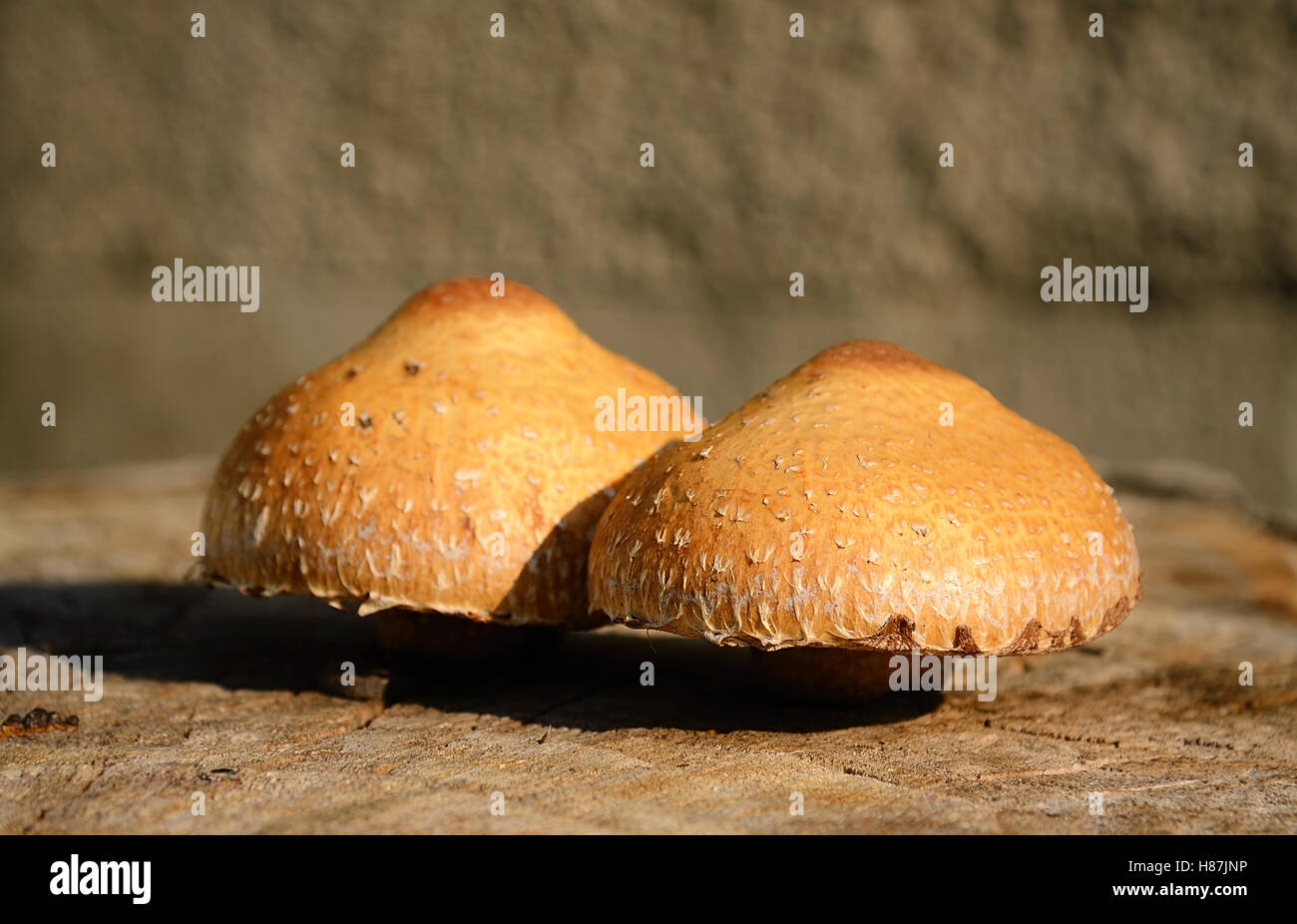 Two large edible mushrooms hi-res stock photography and images - Alamy