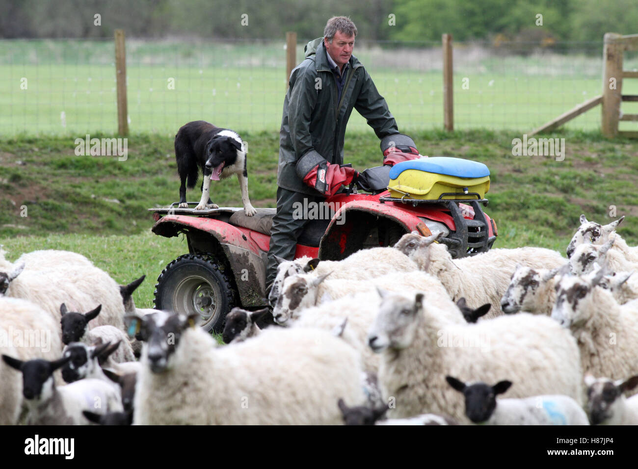 Sheep being herded hi-res stock photography and images - Alamy
