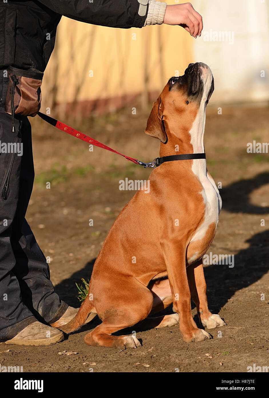 Boxer puppy garden hi-res stock photography and images - Alamy