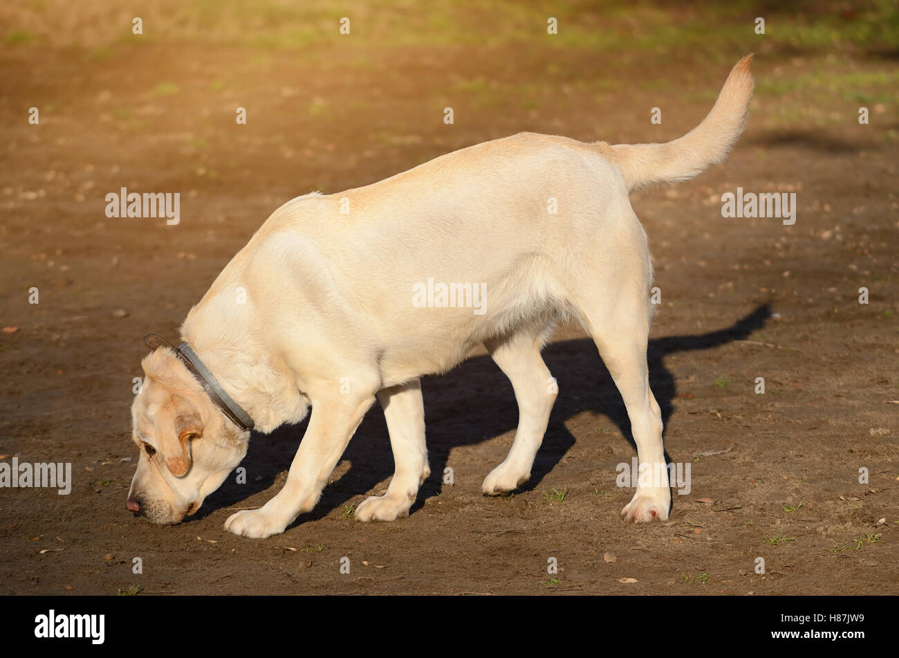 Labrador Retriever dog portrait in outdoor Stock Photo - Alamy