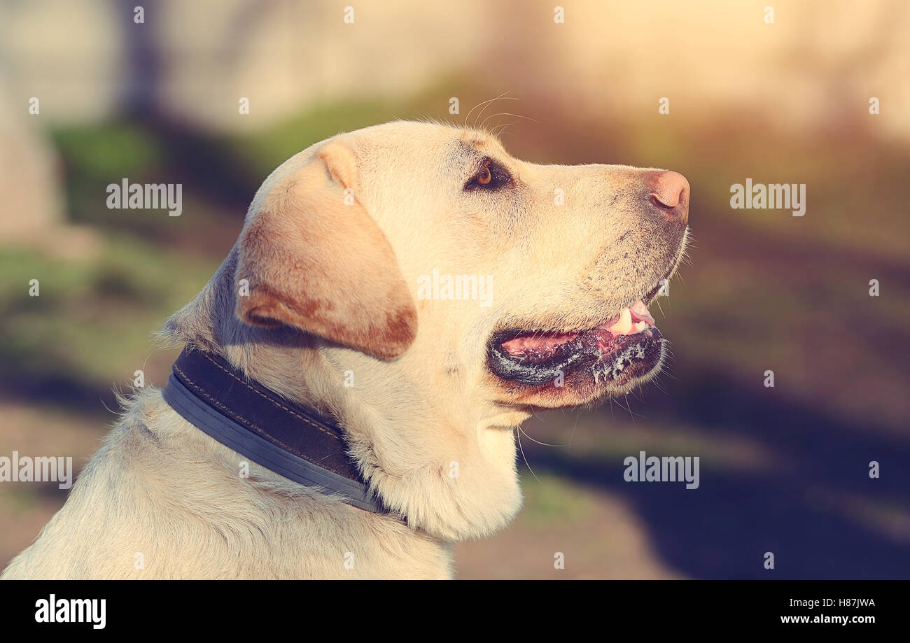 Dog head labrador retriever hi-res stock photography and images - Alamy