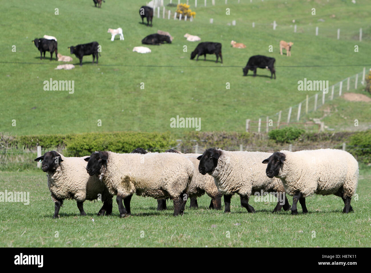 Sheep being herded Stock Photo - Alamy