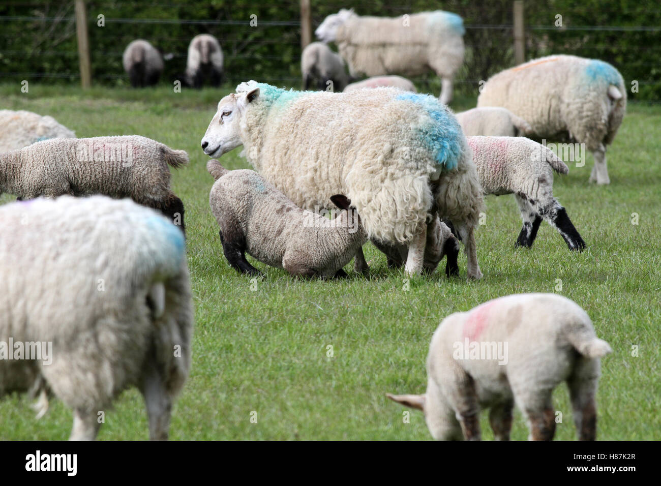 Sheep being herded Stock Photo - Alamy