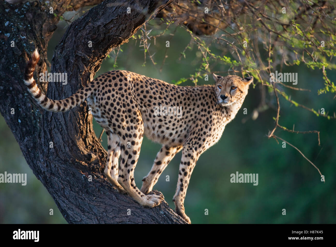 Cheetah (Acinonyx jubatus) female in tree, Ngorongoro Conservation Area ...