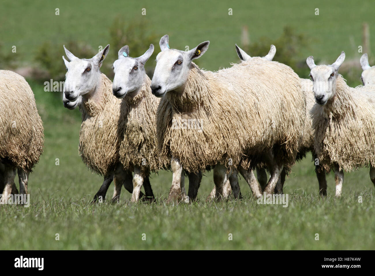 Sheep being herded Stock Photo - Alamy